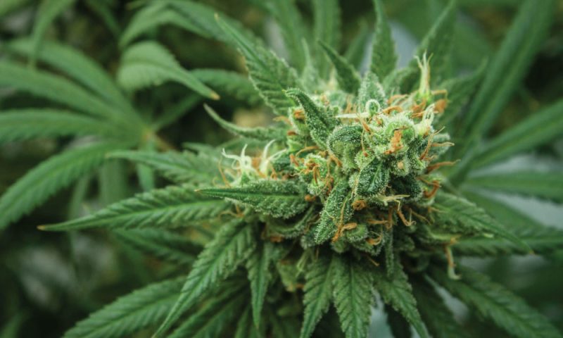 Ganja in Jamaica: Bob Marley’s Herb Wisdom in 50 Irie Quotes - Jah Livity