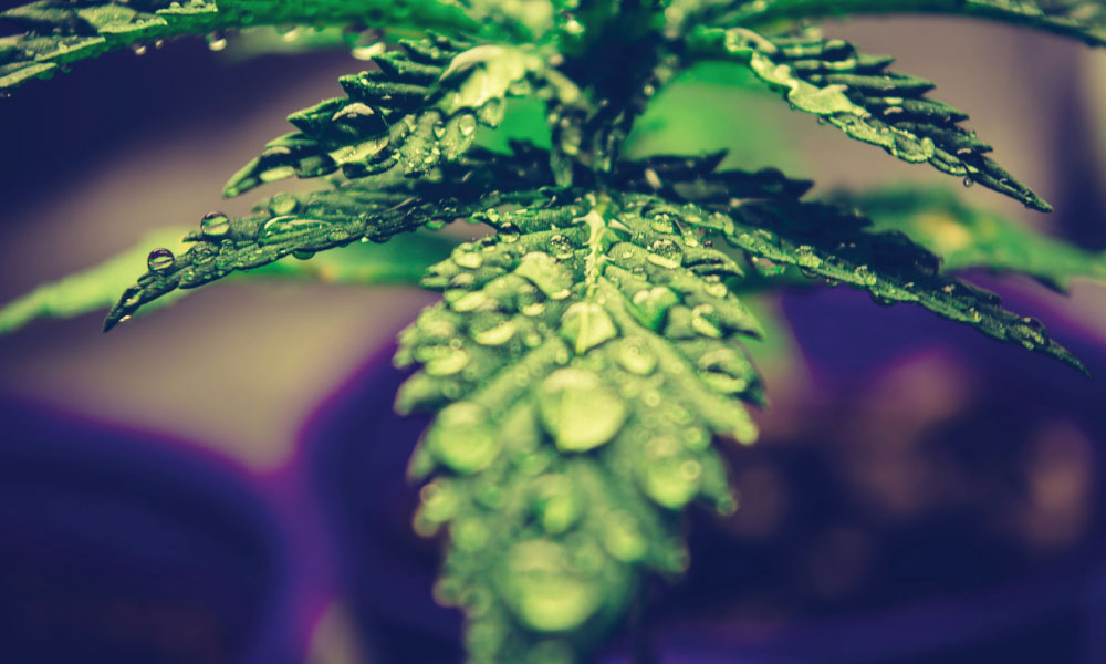 Ganja in Jamaica: Bob Marley’s Herb Wisdom in 50 Irie Quotes - Jah Livity