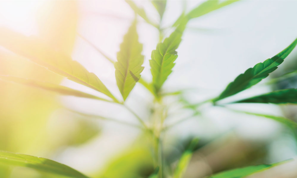 Jamaican Cannabis 101: Tangie Strain – Jamaica’s Zesty Cannabis Delight